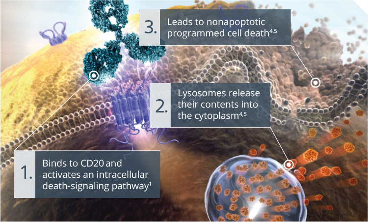 GAZYVA® (obinutuzumab) Proposed Mechanism of Action | CLL
