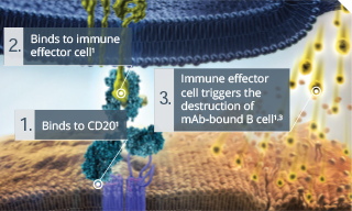 GAZYVA® (obinutuzumab) Proposed Mechanism of Action | CLL