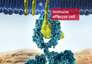 GAZYVA® (obinutuzumab) Proposed Mechanism of Action | CLL